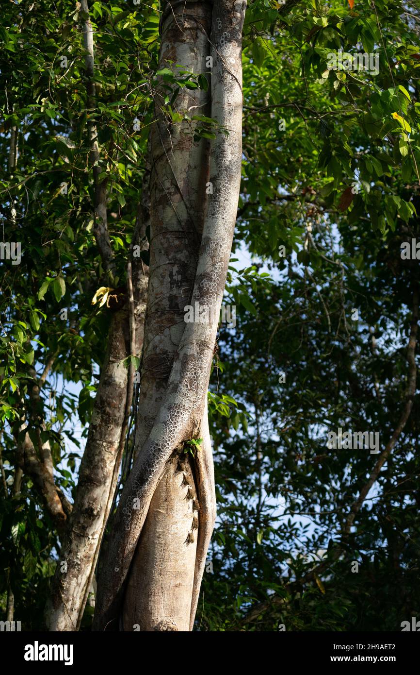 Proboscis Bat (Rhynchonycteris naso) sleeping in a line on the trunk of ...