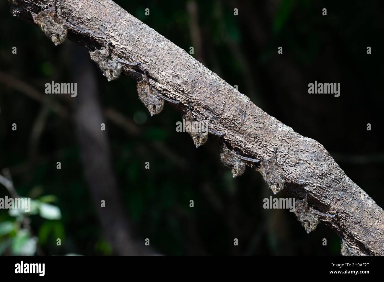 Close up of Proboscis Bat (Rhynchonycteris naso) sleeping in a line ...