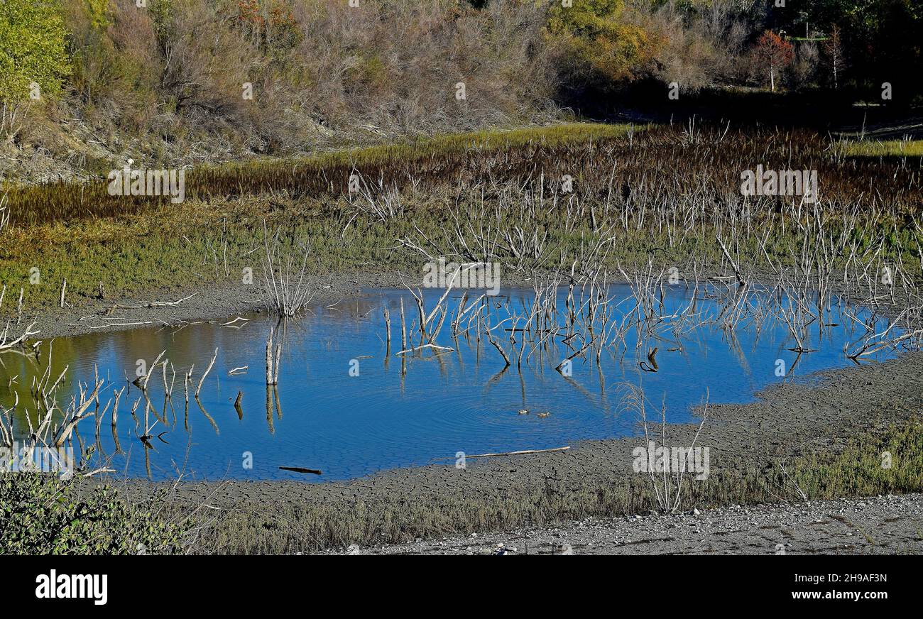 dead trees exposed by the drought in a lake in Quarry Lakes regional ...