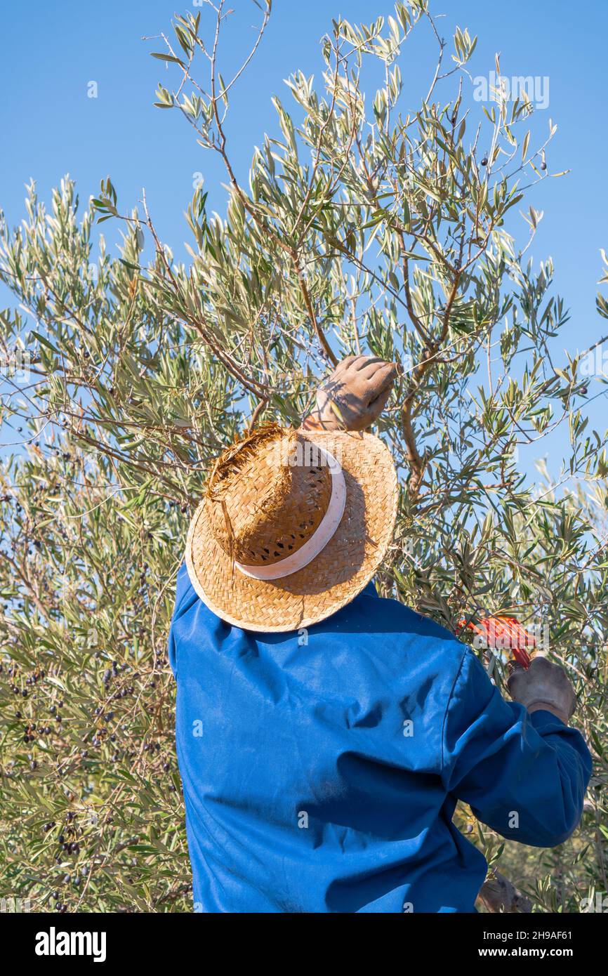 Back view of faceless male farmer standing on ladder and harvesting ...