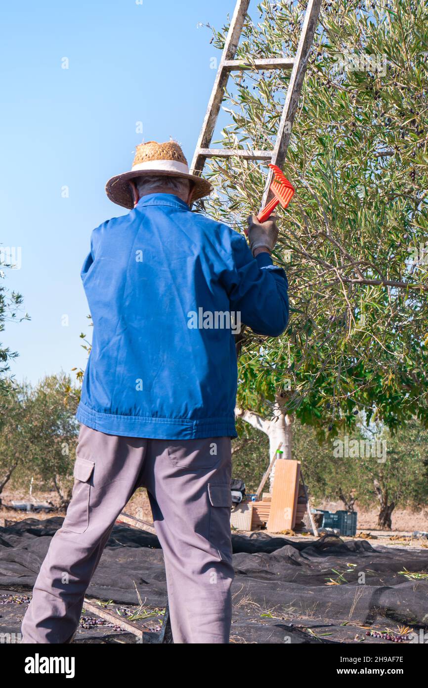 Back view of male gardener in straw hat and with wooden ladder getting ...