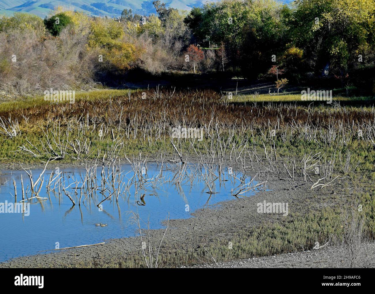dead trees exposed by the drought in a lake in Quarry Lakes regional ...