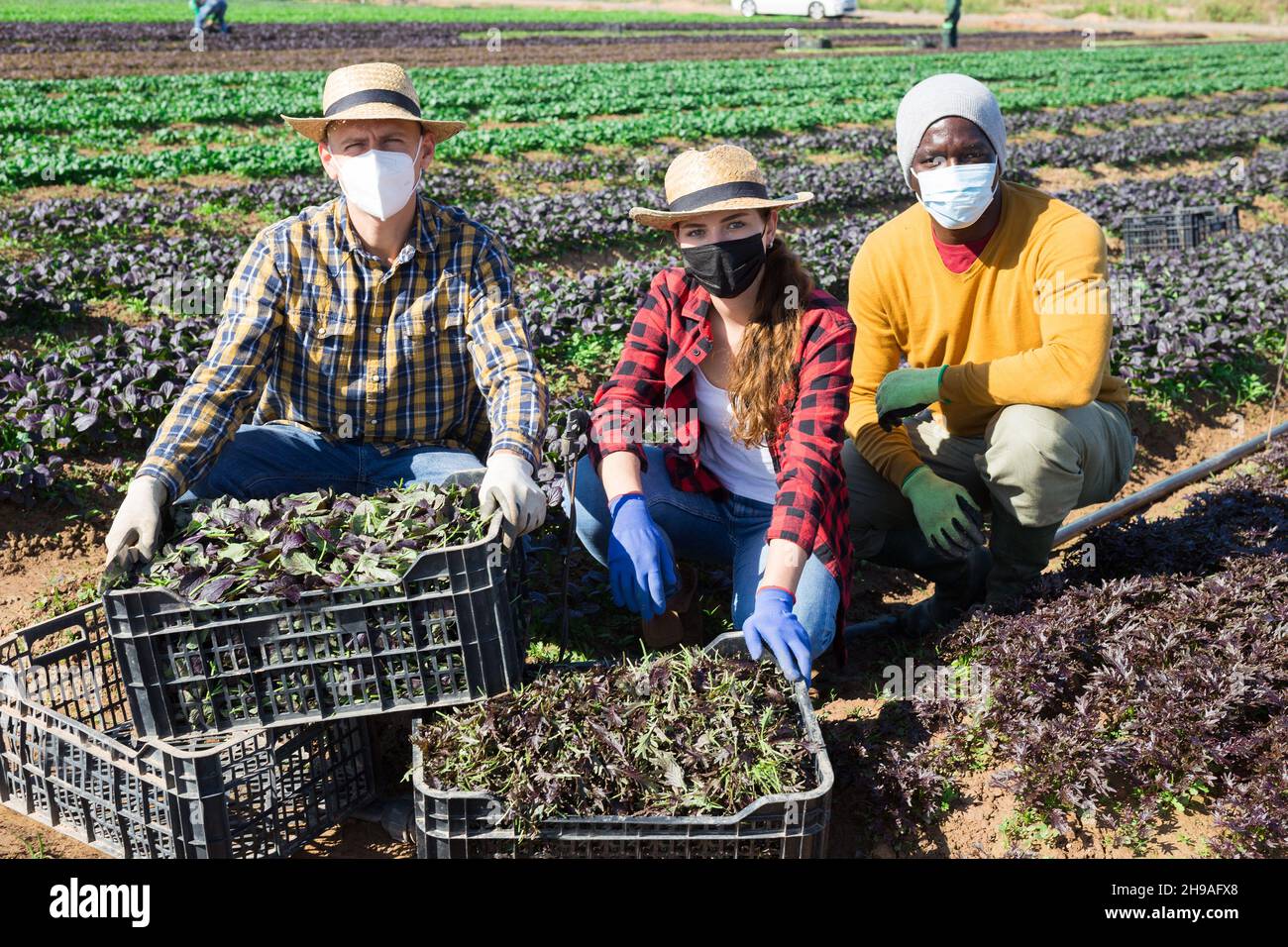 Group of farmers in protective face masks posing with freshly harvested ...