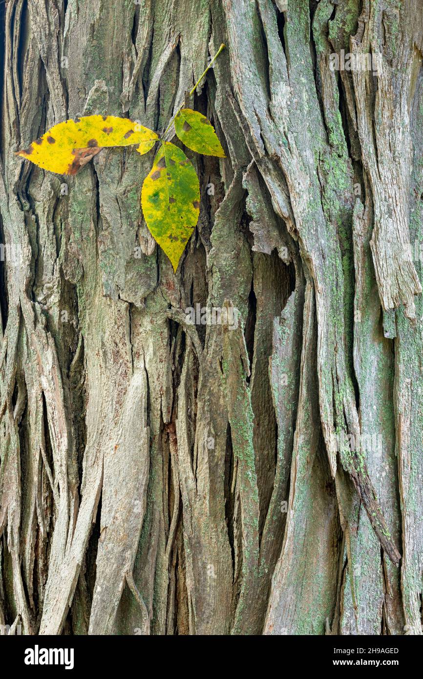Shagbark hickory (Carya ovata), native tree, Eastern United States, by ...