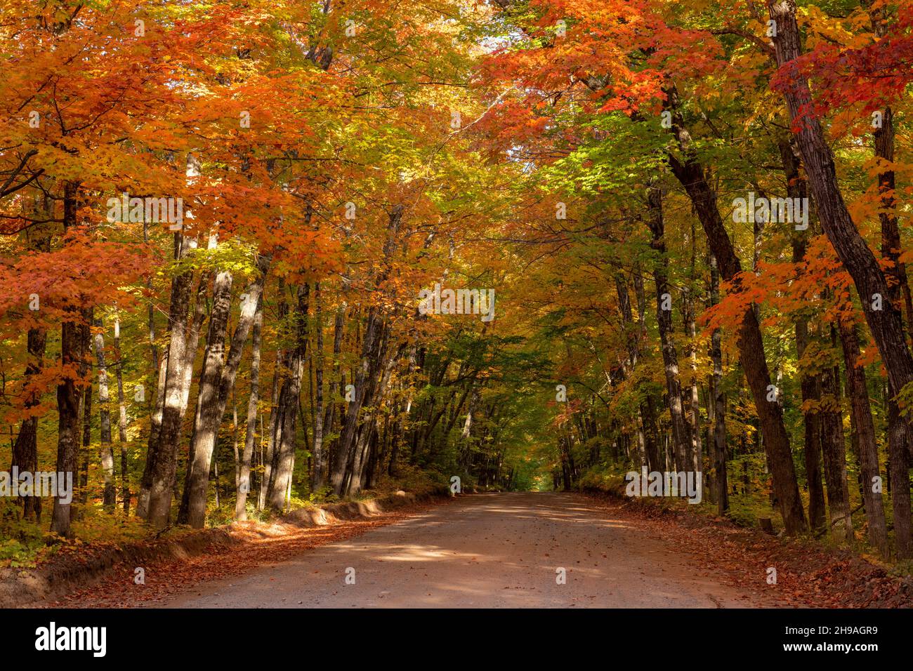 Autumn colors in north woods near Big Bay, Upper Peninsula, late ...