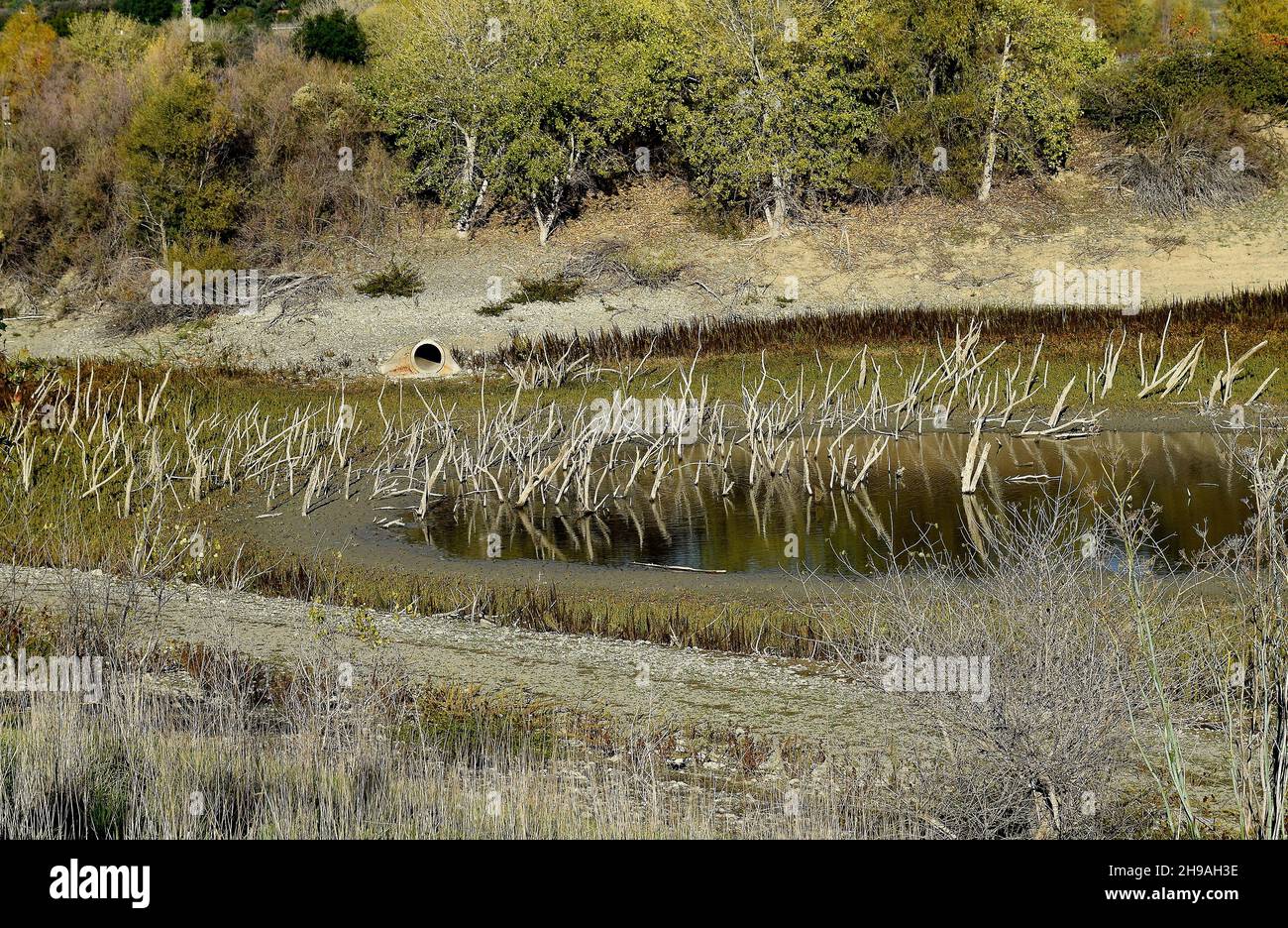 dead trees exposed by the drought in a lake in Quarry Lakes regional ...