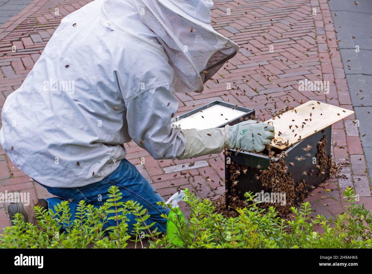 Beekeeper catching a swarm of honeybees Stock Photo - Alamy