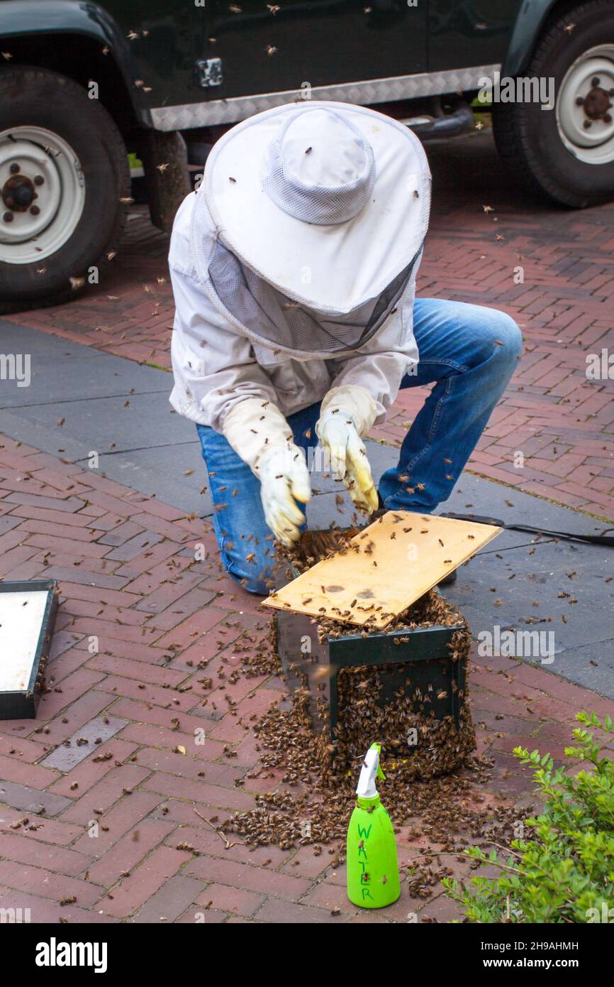 Beekeeper catching a swarm of honeybees Stock Photo - Alamy