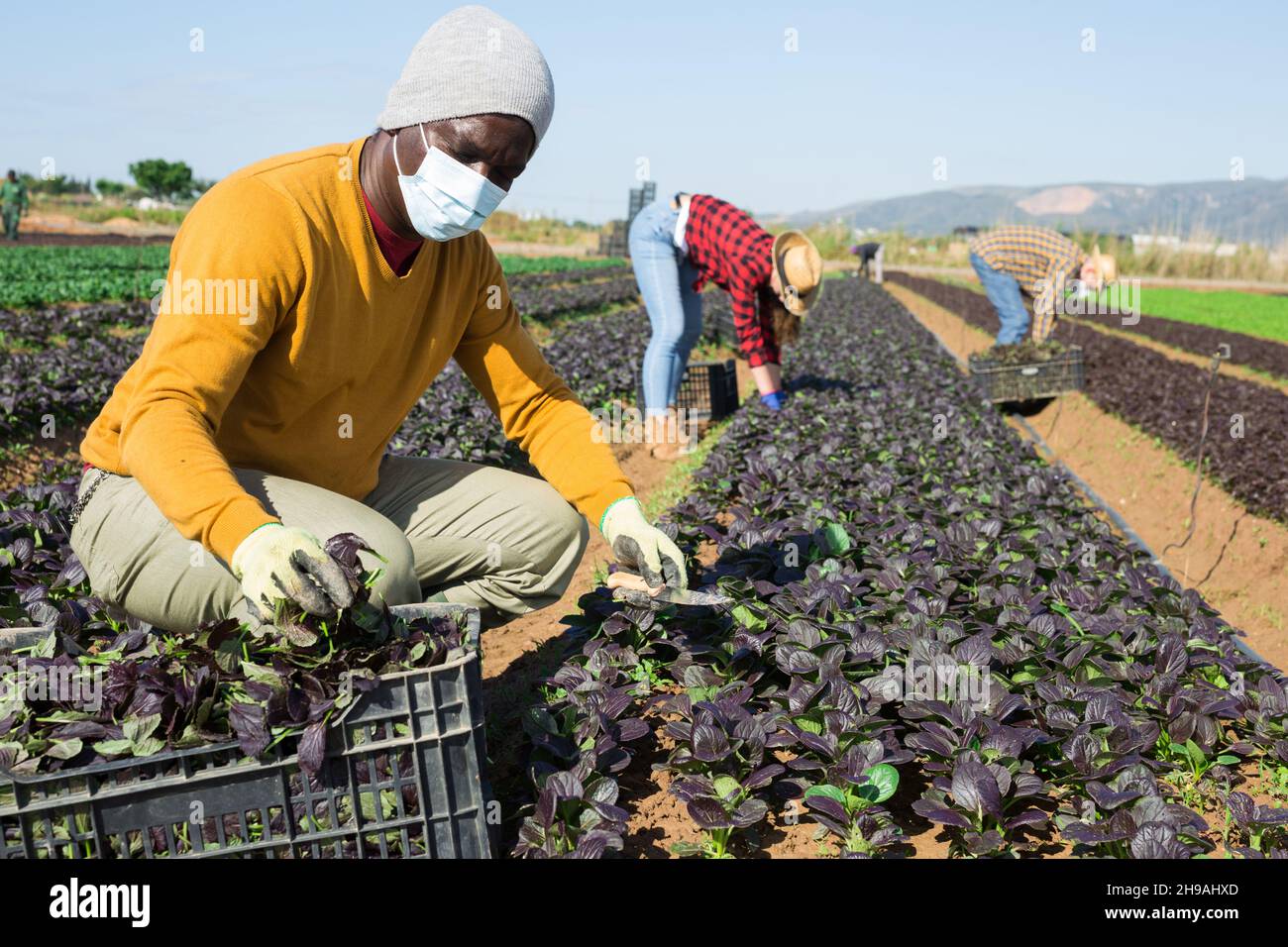 African american farmer wearing face mask engaged in farming picking ...