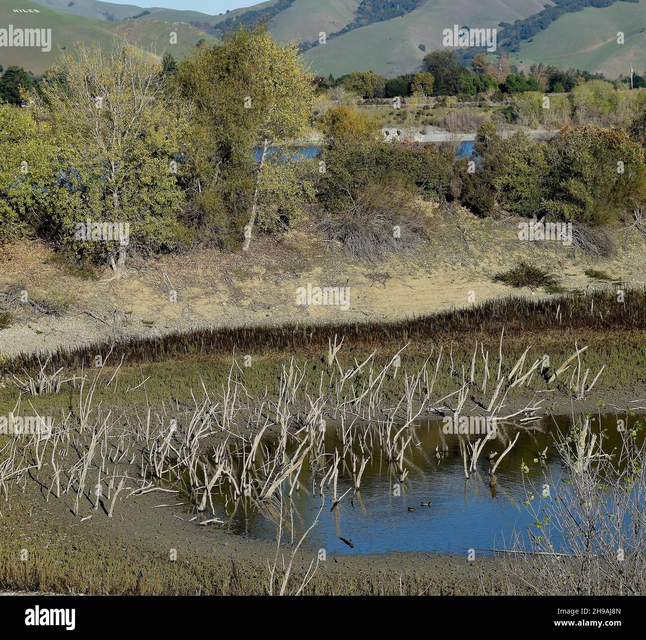 dead trees exposed by the drought in a lake in Quarry Lake regional ...