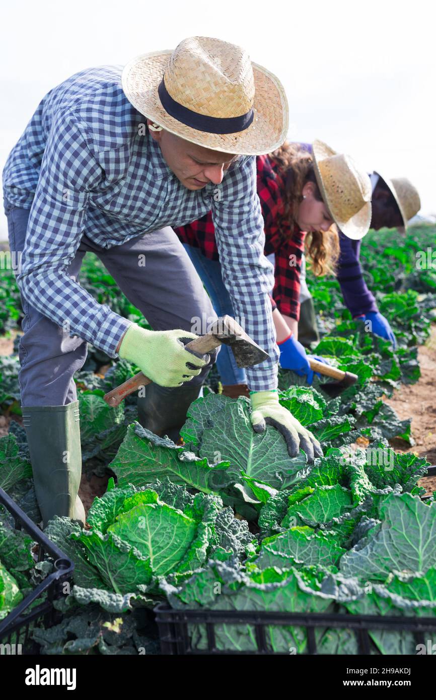Group of gardeners picking harvest of fresh cabbage Stock Photo - Alamy
