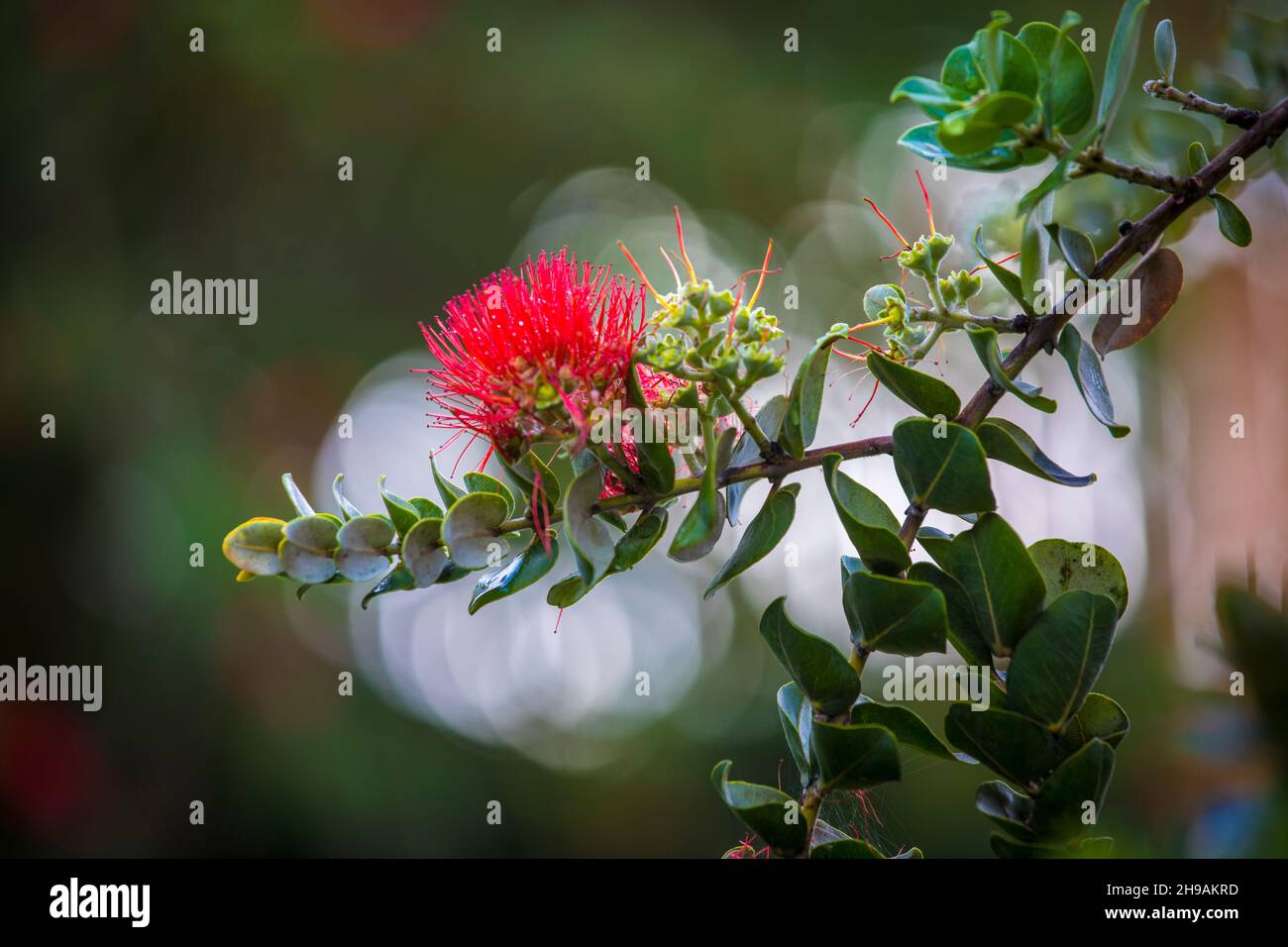 Ohia, Lehua, Flower, Hawaii Stock Photo - Alamy