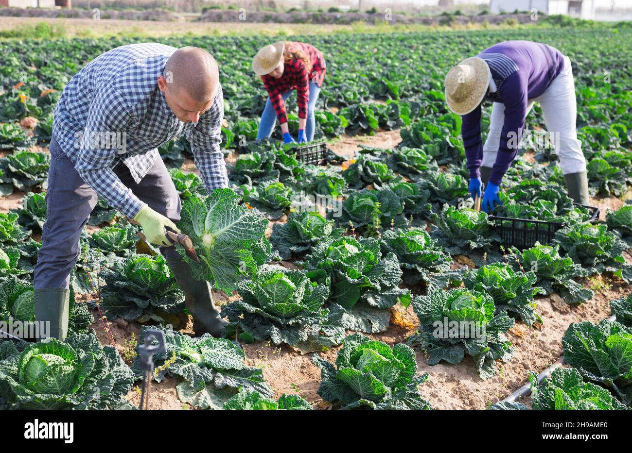People harvesting savoy cabbage on farm plantation Stock Photo - Alamy