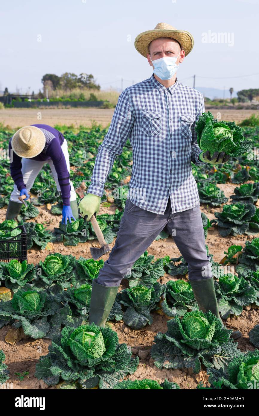 Horticulturist in medical face mask harvesting cabbage in farm field ...