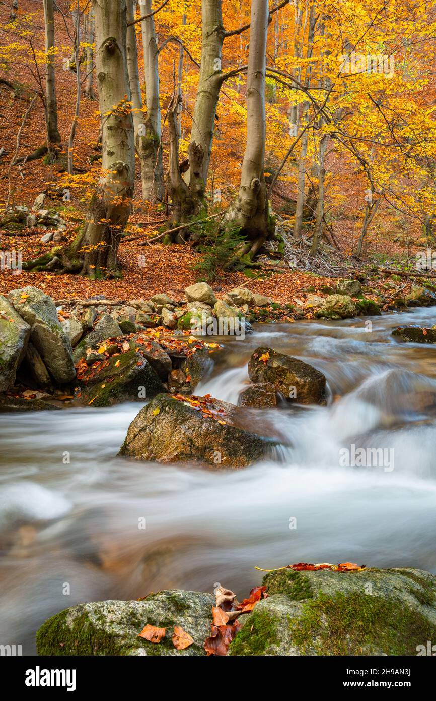 Creek in Mala Fatra national park, Slovakia Stock Photo - Alamy