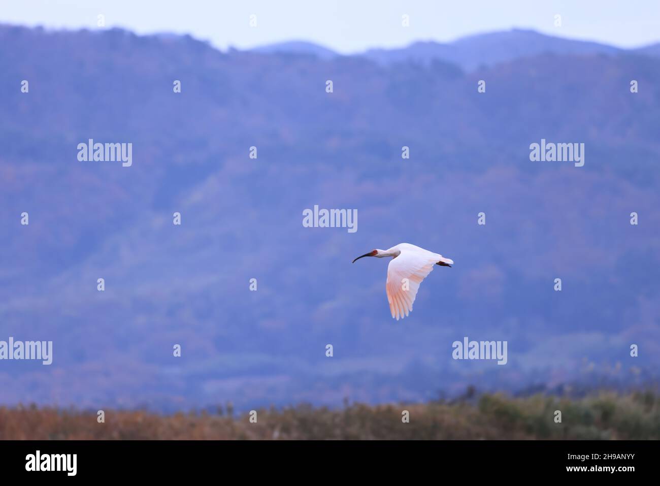 Japanese crested ibis (Nipponia nippon) at Sado island, Japan Stock ...