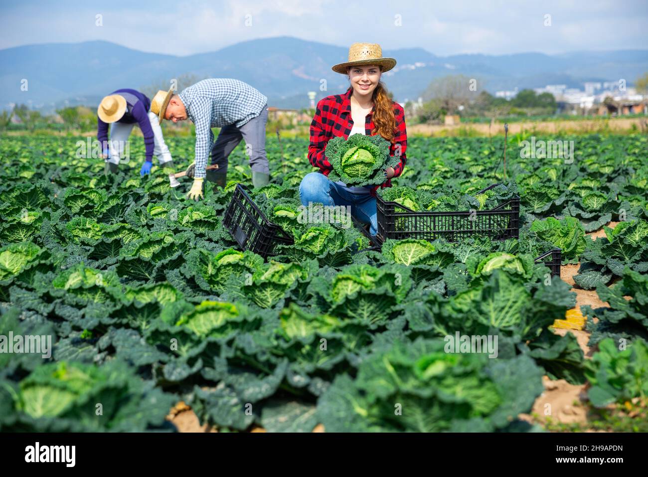 Woman working on farm field on summer day, harvesting cabbage Stock Photo - Alamy