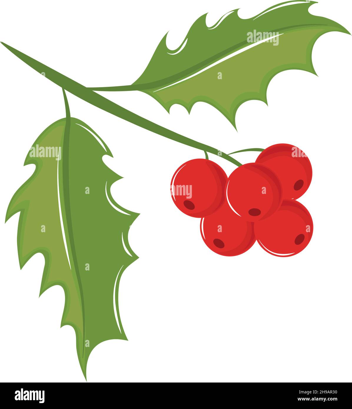 mistletoe branch berries Stock Vector Image & Art - Alamy