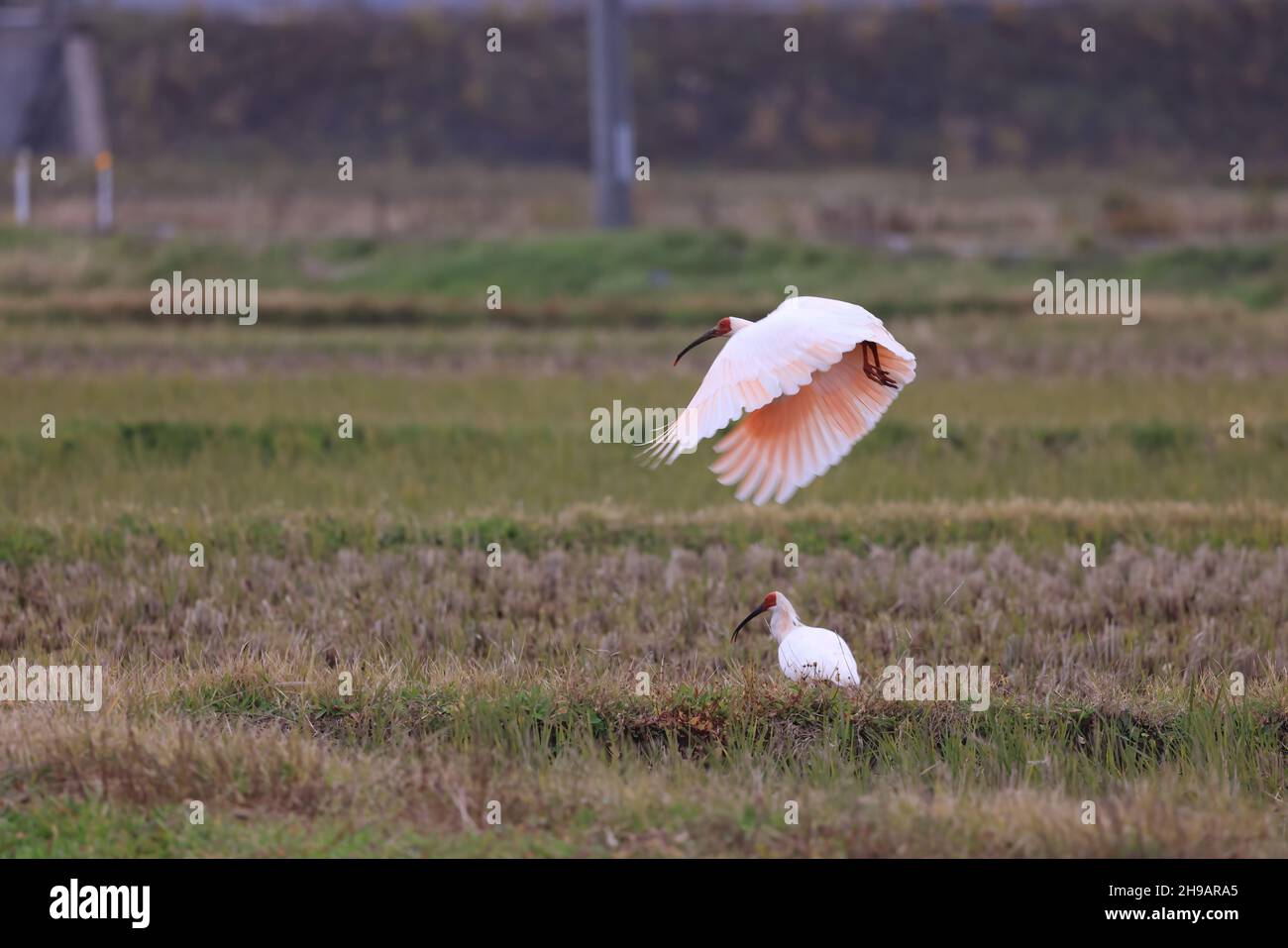 Japanese crested ibis (Nipponia nippon) at Sado island, Japan Stock ...