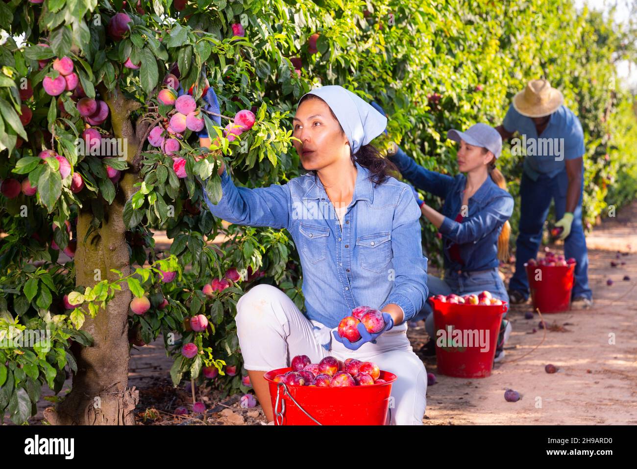 Farmers picking ripe plums in fruit garden Stock Photo - Alamy