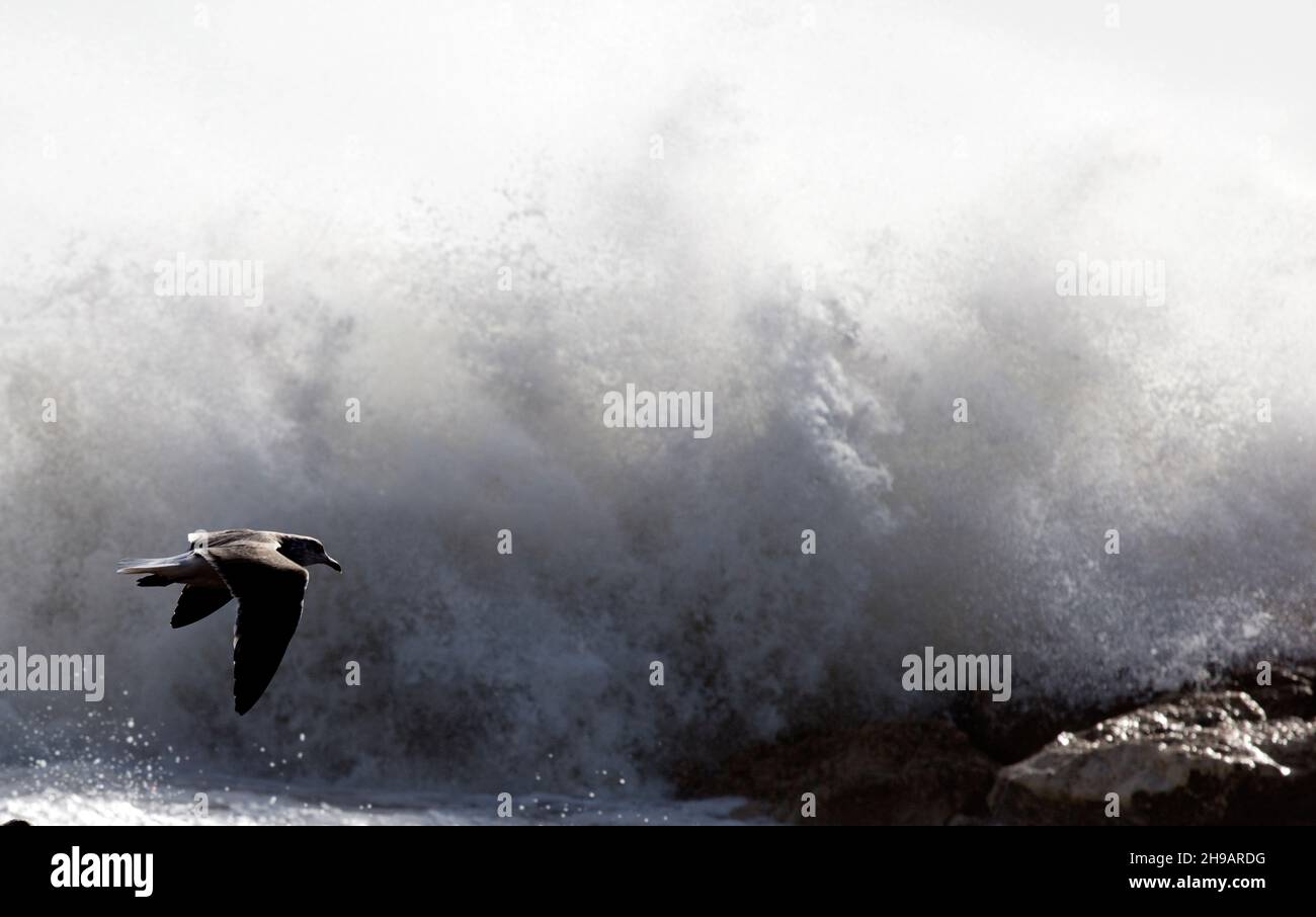 Seagull flies over the sea storm (focus on seagull) background splash ...