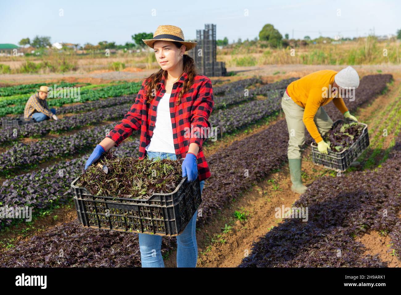 Farm workers picking leafy greens on field Stock Photo - Alamy