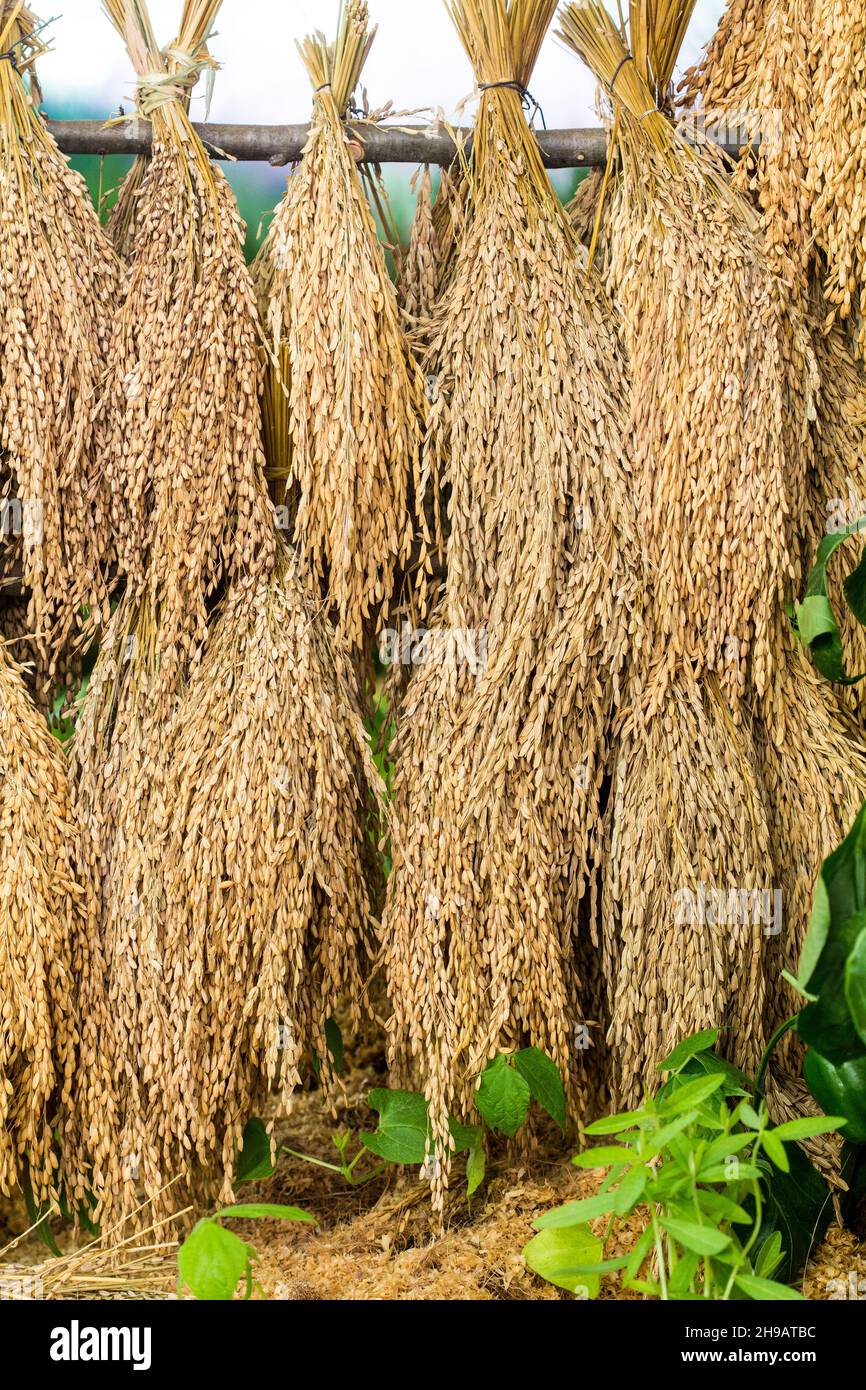Dry paddy in farm hanged Stock Photo - Alamy