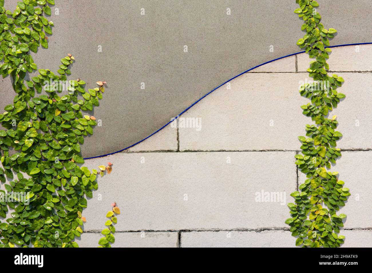 Climbing Ficus pumila on concrete wall Stock Photo - Alamy