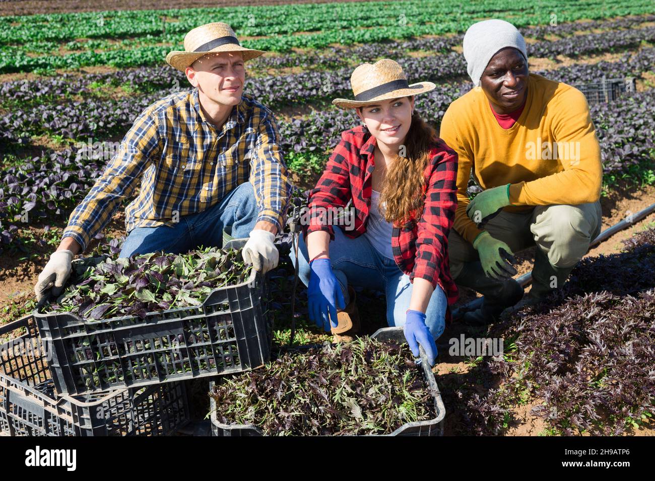 Three farmers posing on leaf vegetables field Stock Photo - Alamy