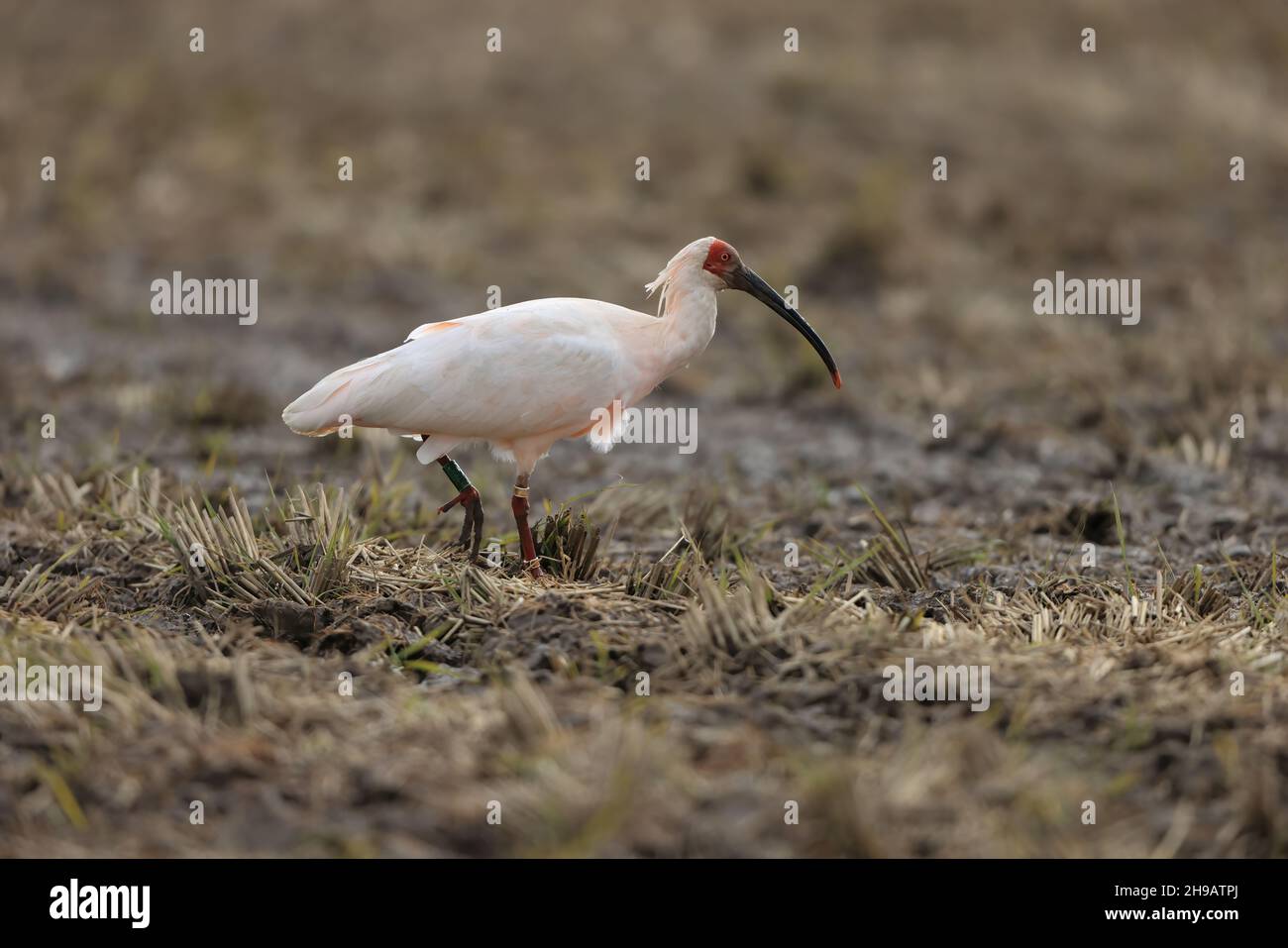 Japanese crested ibis (Nipponia nippon) at Sado island, Japan Stock ...