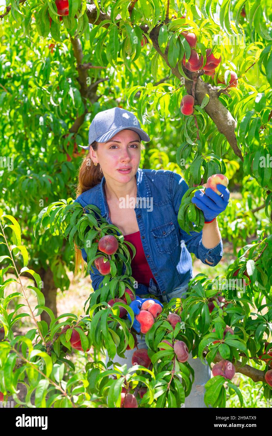 Female farmer picking peaches in fruit orchard Stock Photo - Alamy