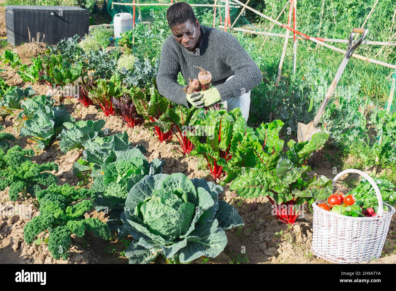 African american man harvests beets from a garden bed Stock Photo - Alamy