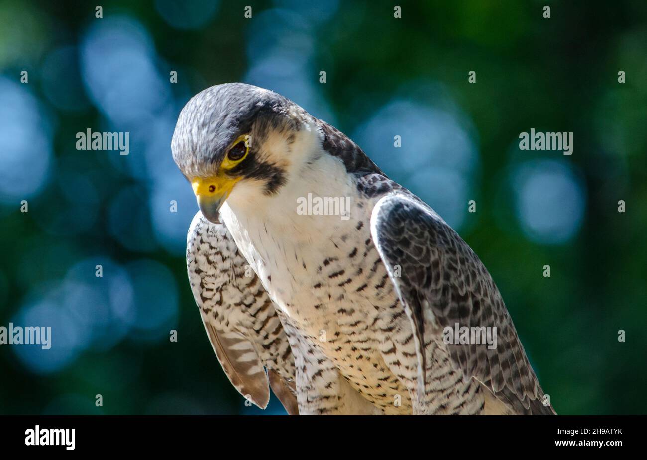 Close up of a hawk that looks like a very angry bird Stock Photo - Alamy