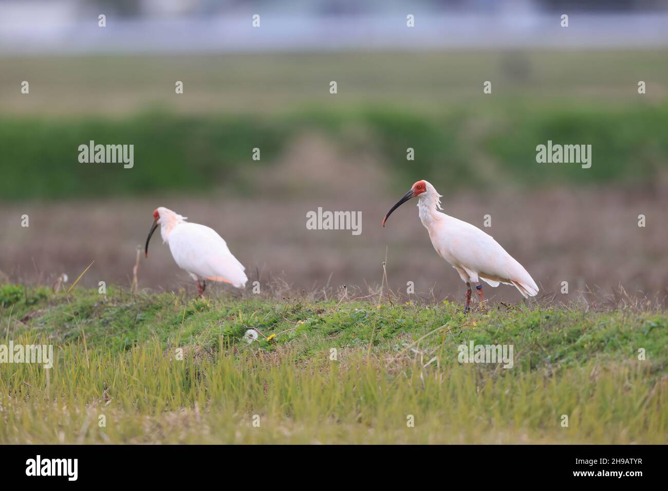 Japanese crested ibis (Nipponia nippon) at Sado island, Japan Stock ...