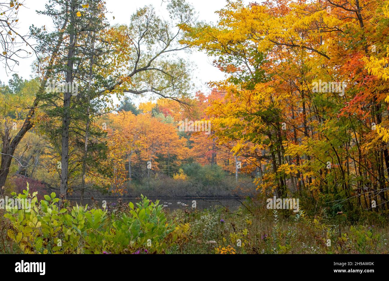Michigan fauna hi-res stock photography and images - Alamy