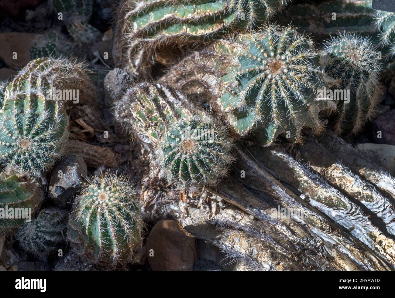 sharp and spiky ball cactus from Brazil Stock Photo - Alamy