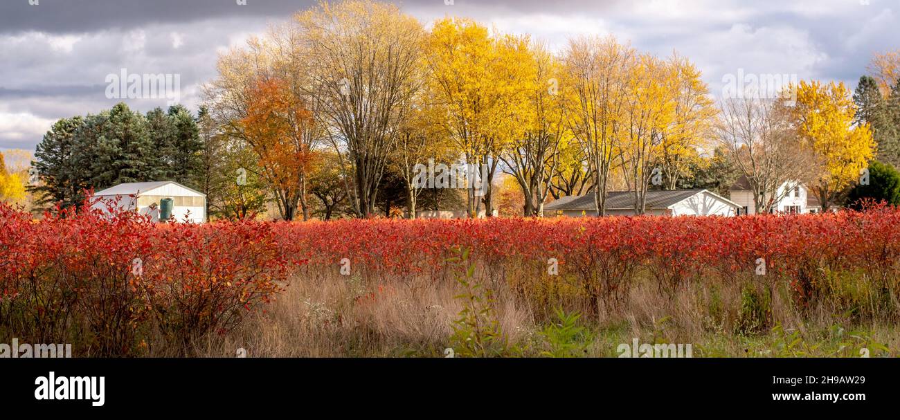 colorful blueberry farm in fall turns brilliant orange and red Stock ...