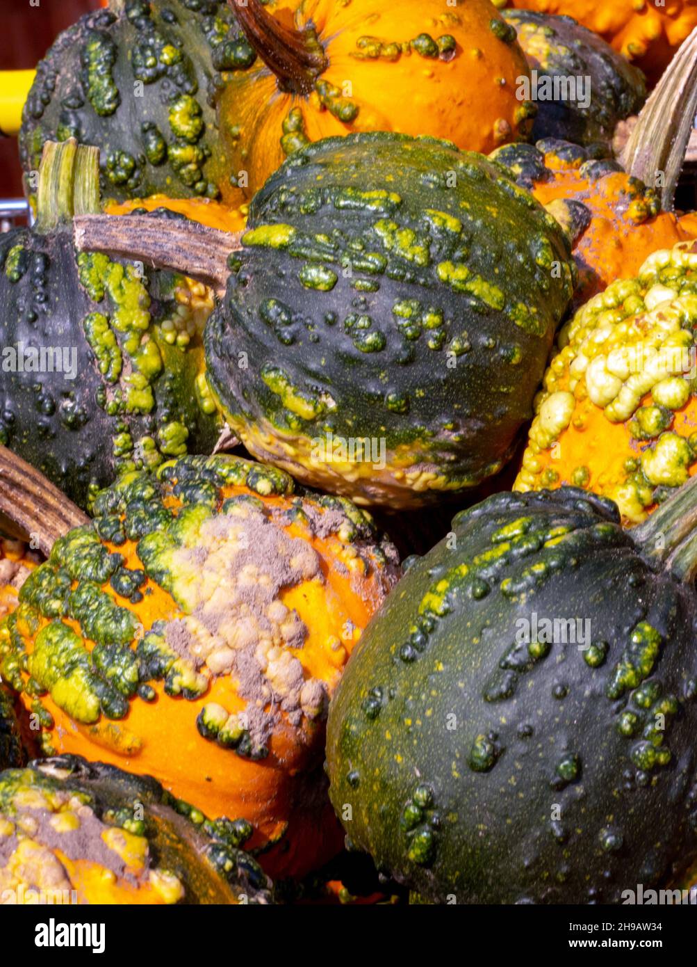 Bumpy gourds hi-res stock photography and images - Alamy