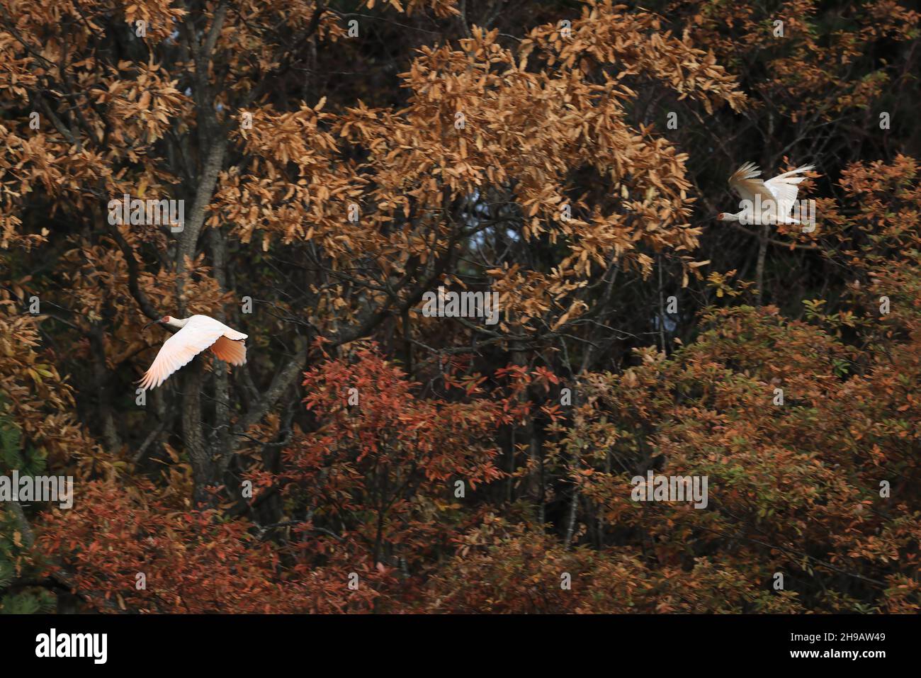Japanese crested ibis (Nipponia nippon) at Sado island, Japan Stock ...