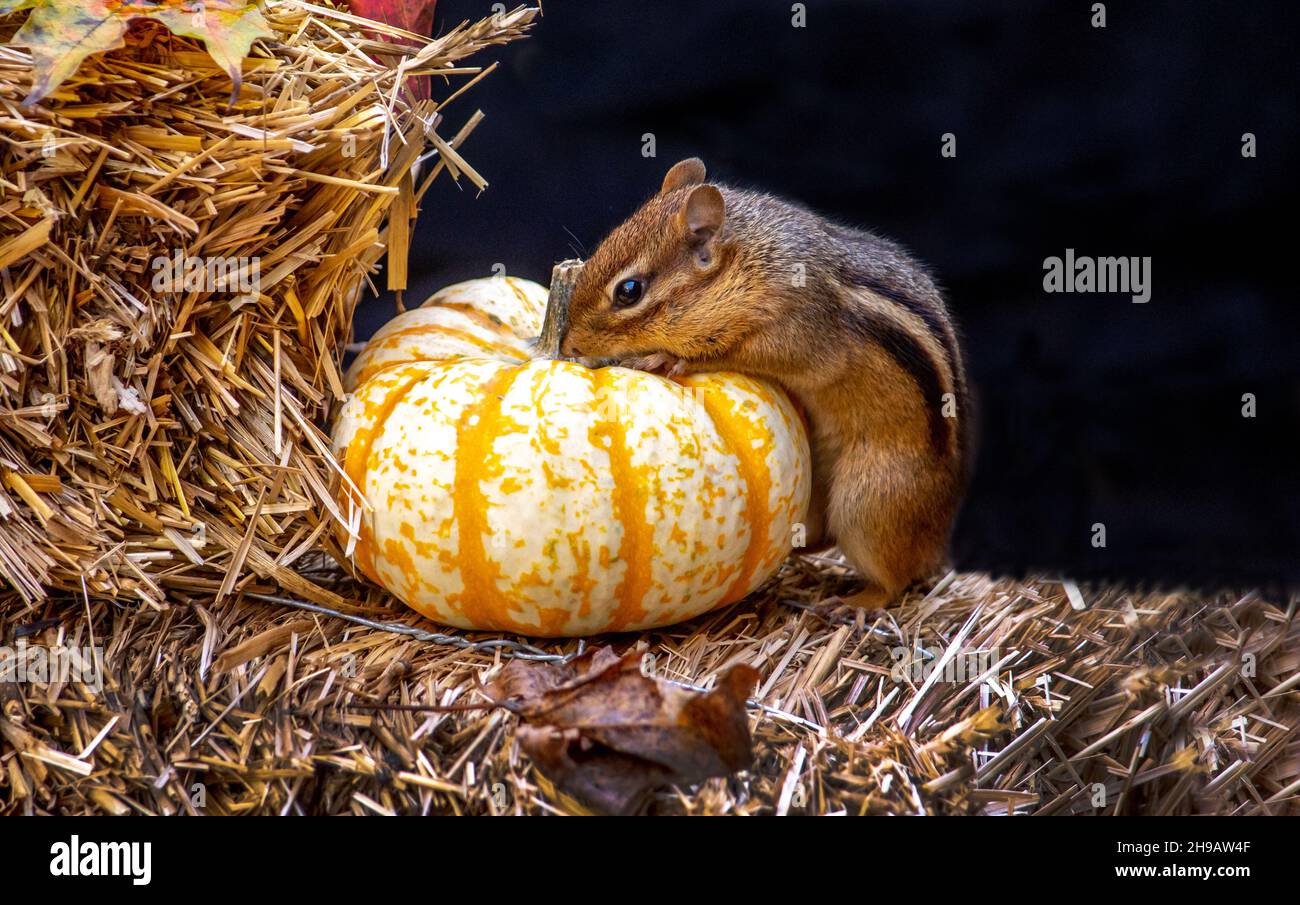 Chipmunk on pumpkin hi-res stock photography and images - Alamy