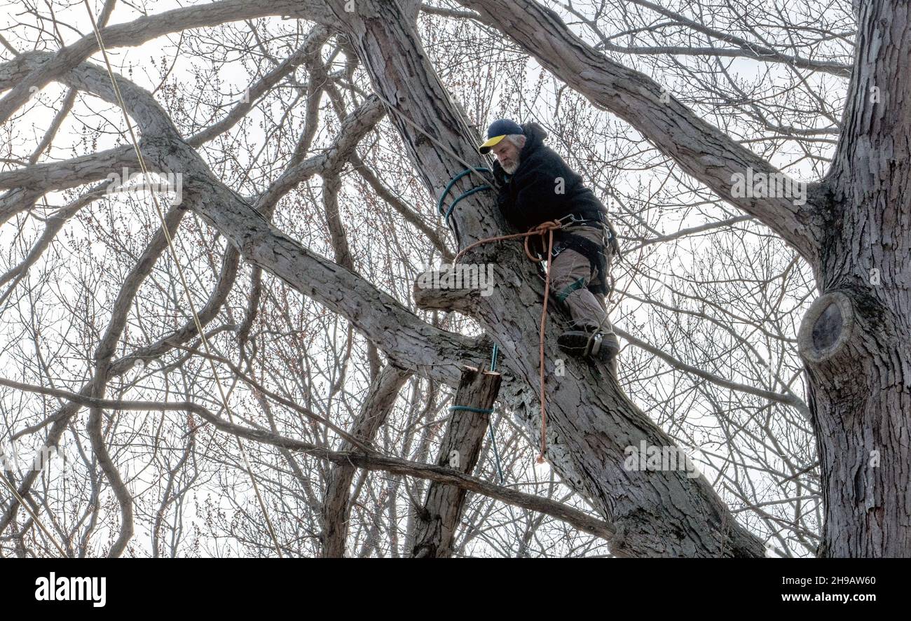 A tree climber carefully cuts and rope down a large tree branch in a ...