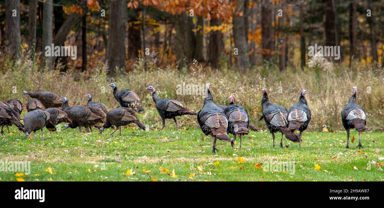A large flock of wild turkeys check out a Michigan woods the week ...