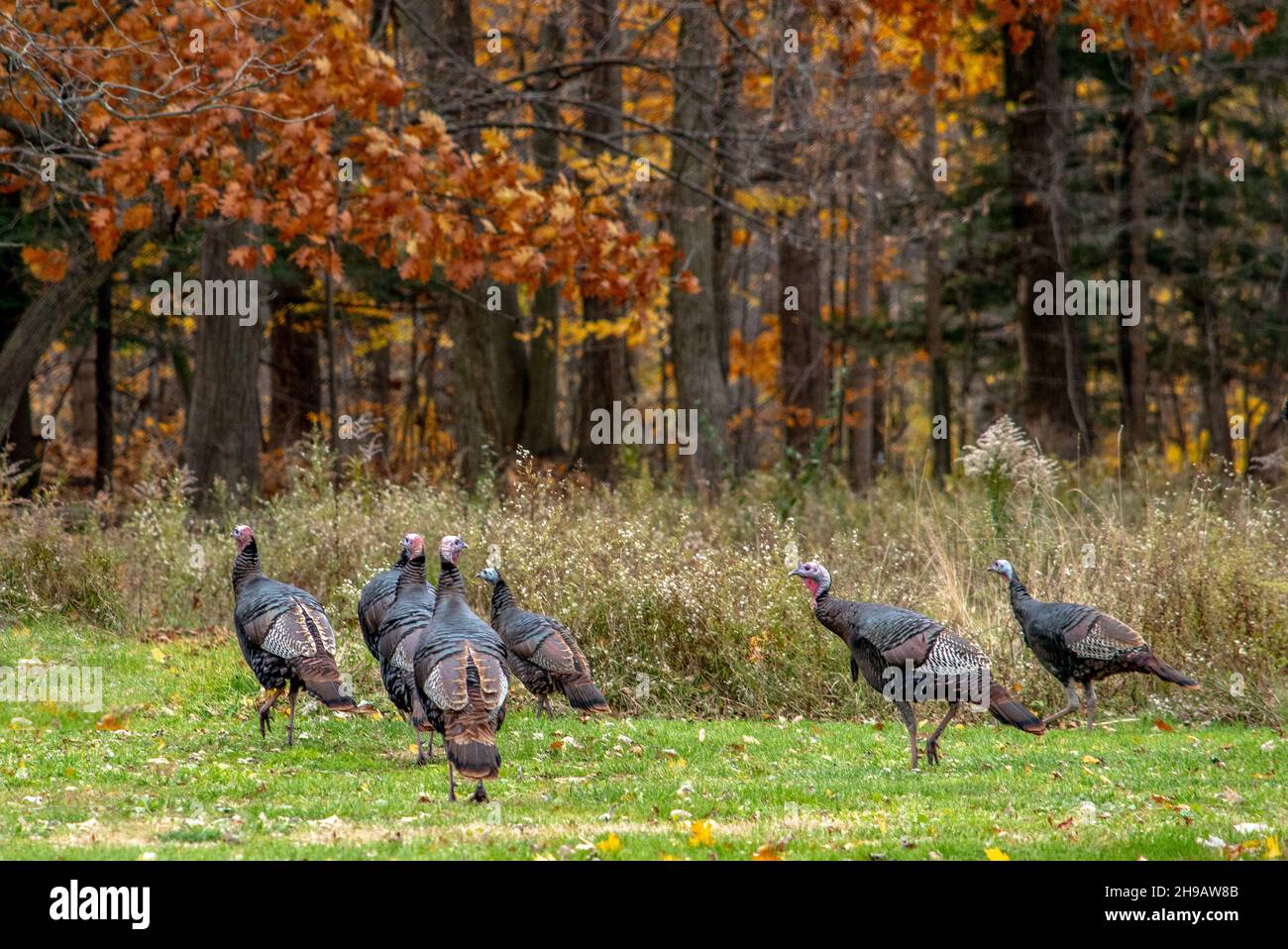 Free range turkeys show up in a rural back yard in Michigan USA Stock ...