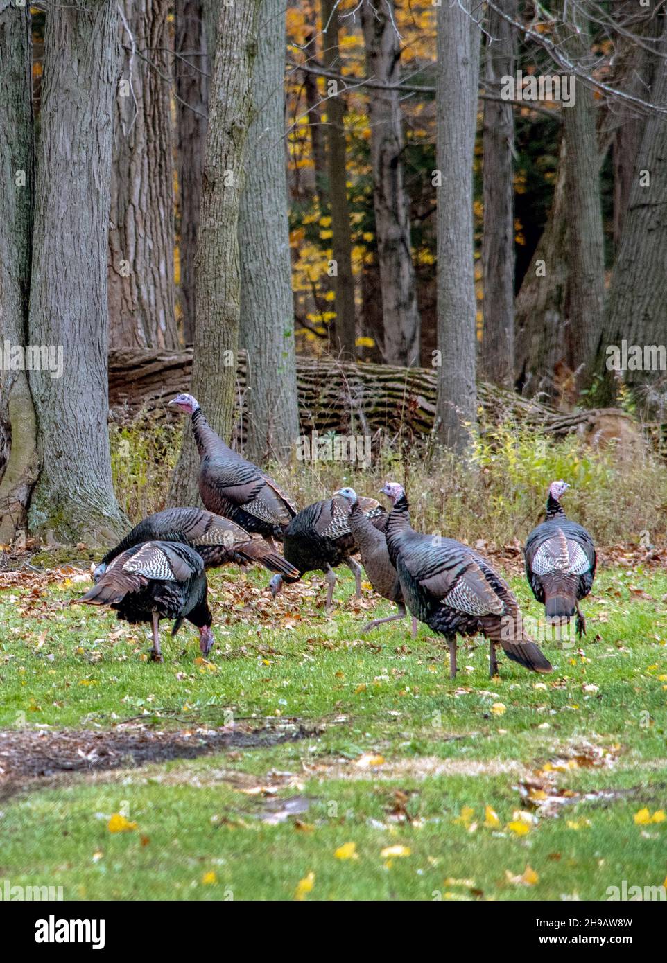 A rafter of turkeys strut along a woods in Michigan USA Stock Photo - Alamy
