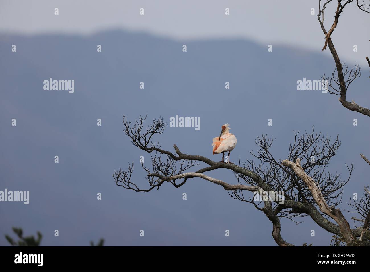 Japanese crested ibis (Nipponia nippon) at Sado island, Japan Stock ...