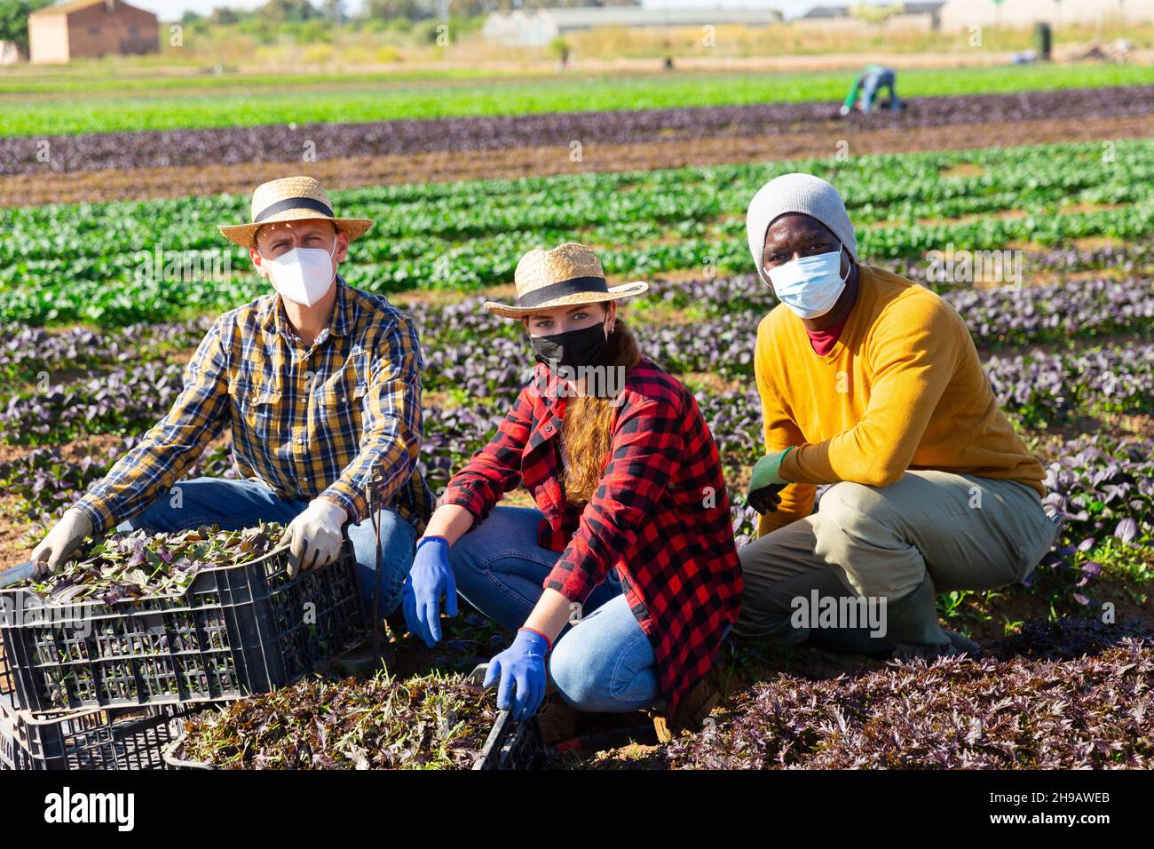 Group of farm workers in masks posing with crates at plantation Stock ...