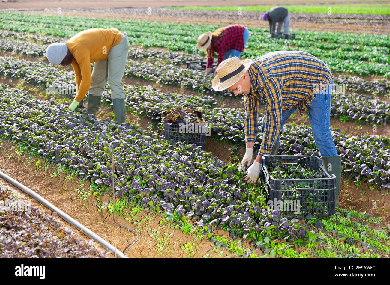 Group multinational farm workers hi-res stock photography and images ...
