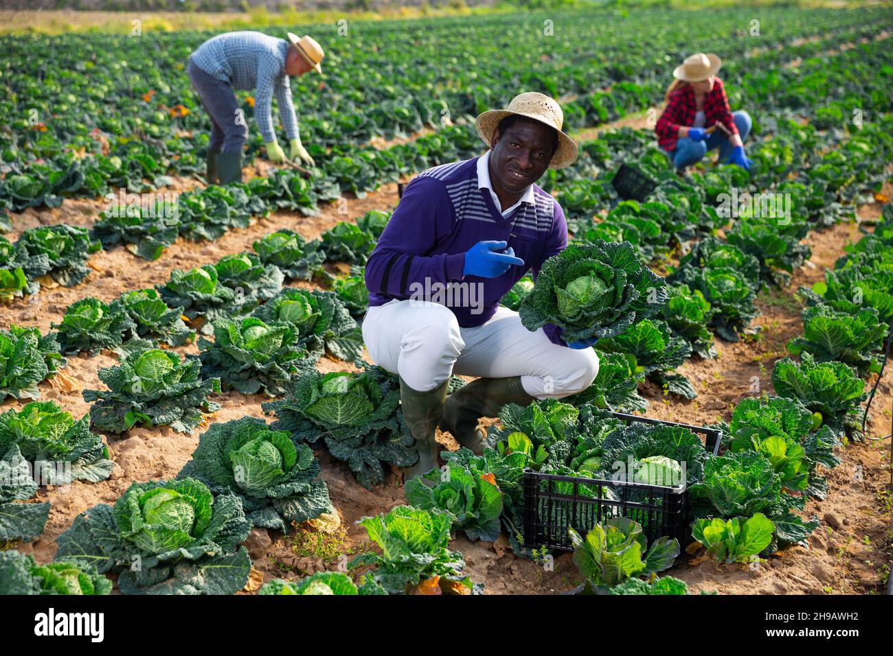 African american farmer showing harvest of savoy cabbage Stock Photo ...