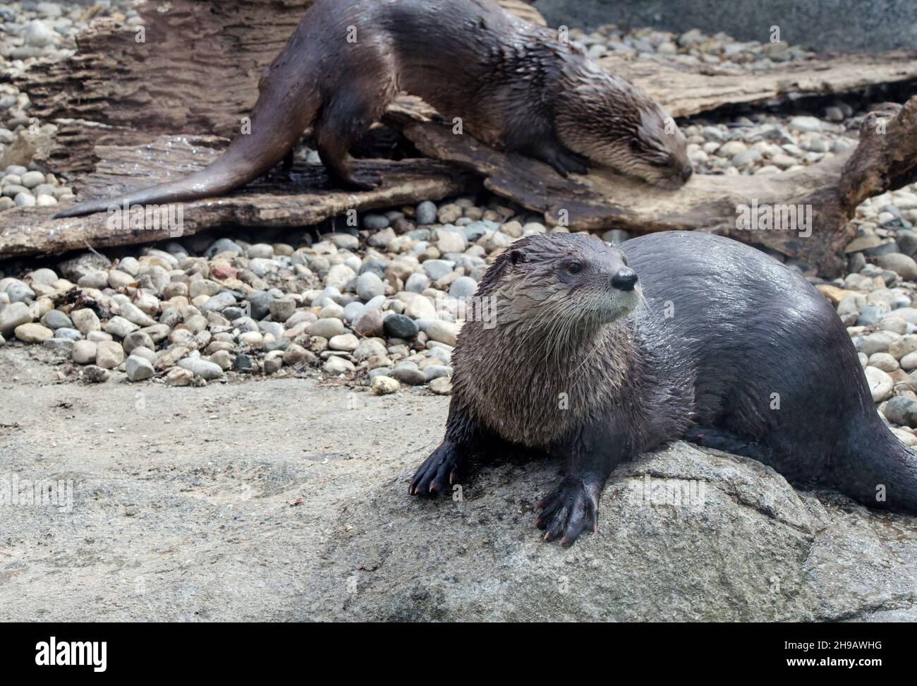a pair of otters play along a rocky riverbank Stock Photo - Alamy