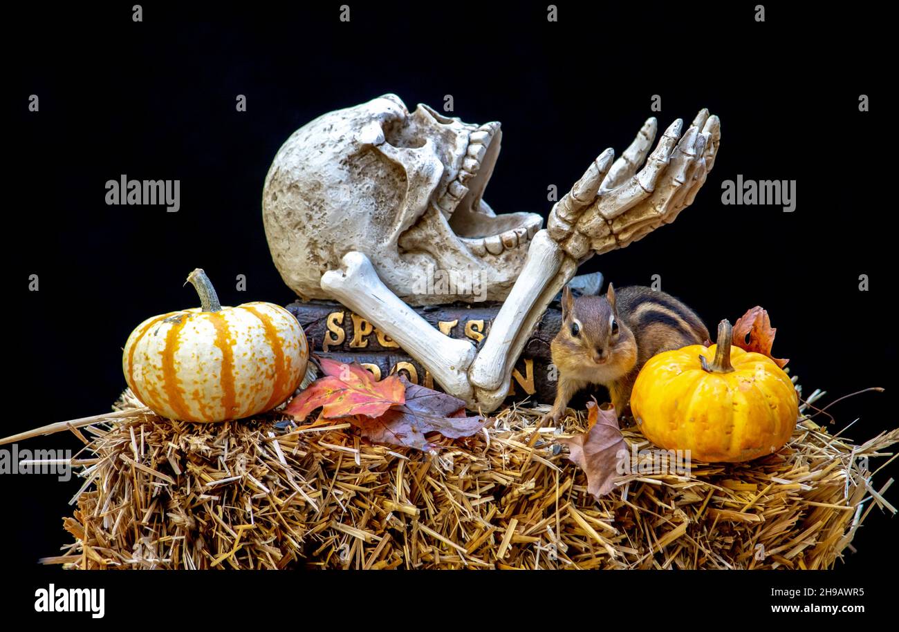 Cute little chipmunk is confused over this spooky Halloween display ...